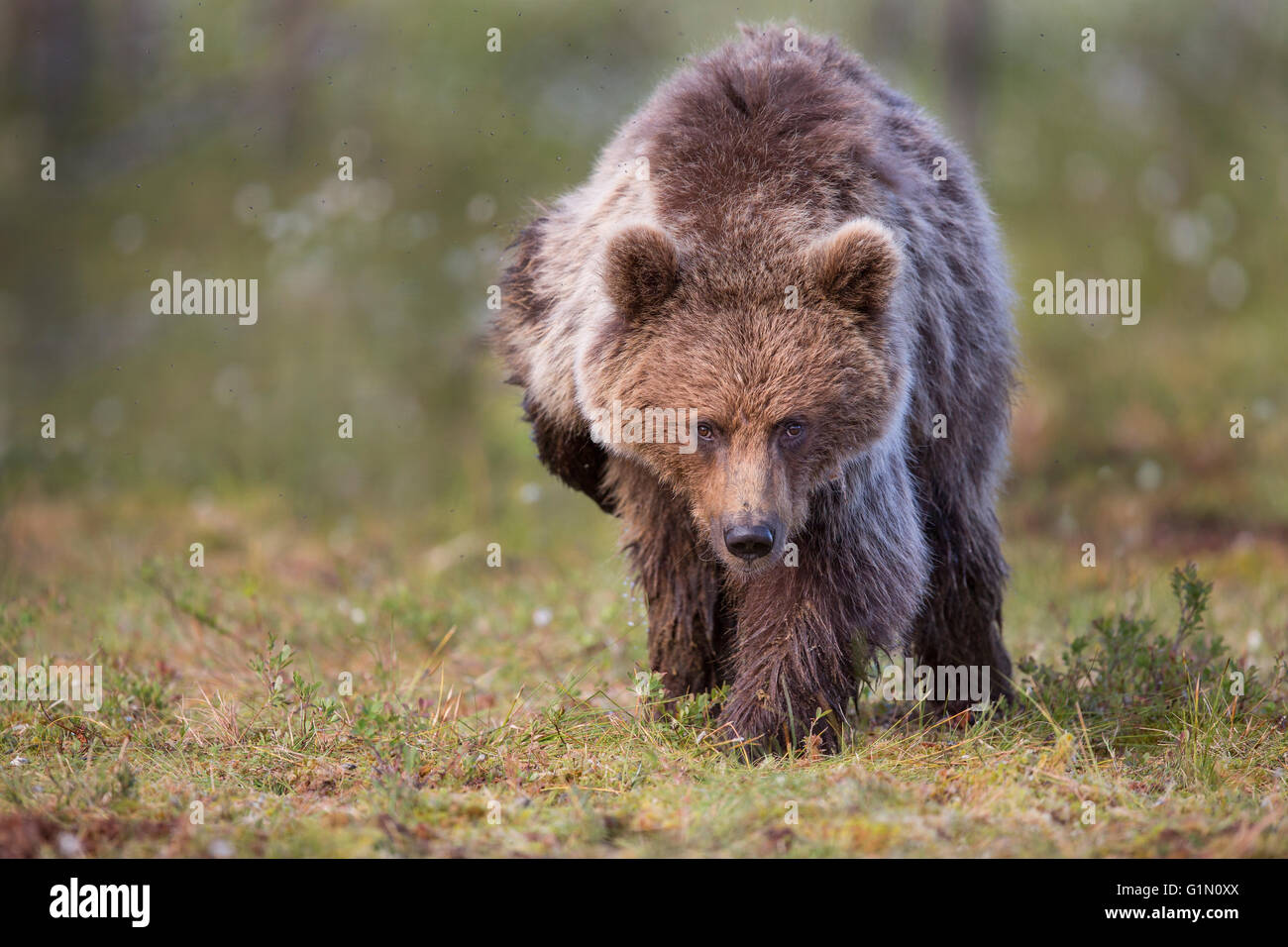 Aggressive bear hi-res stock photography and images - Alamy