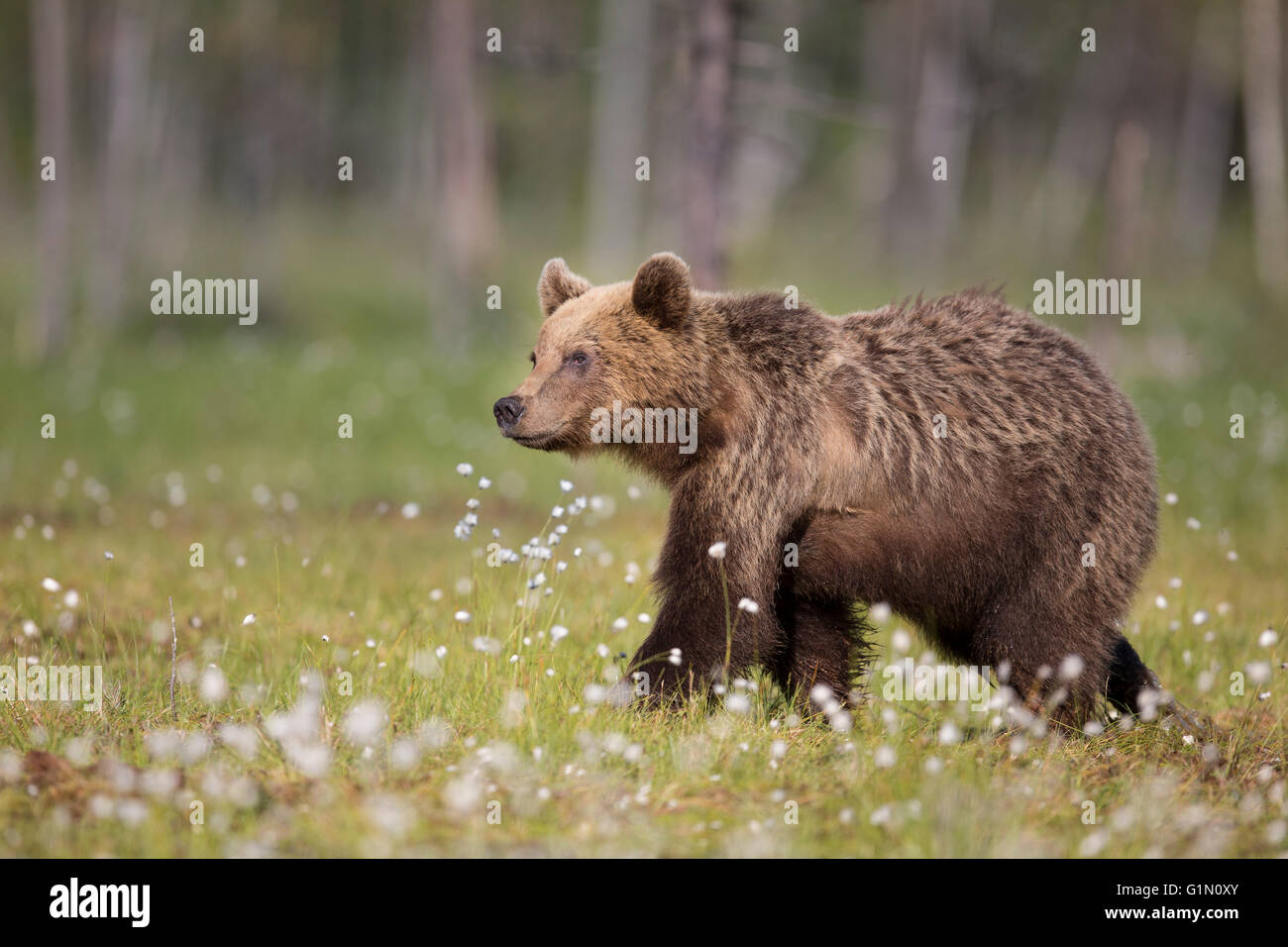 Bear habitats hi-res stock photography and images - Alamy