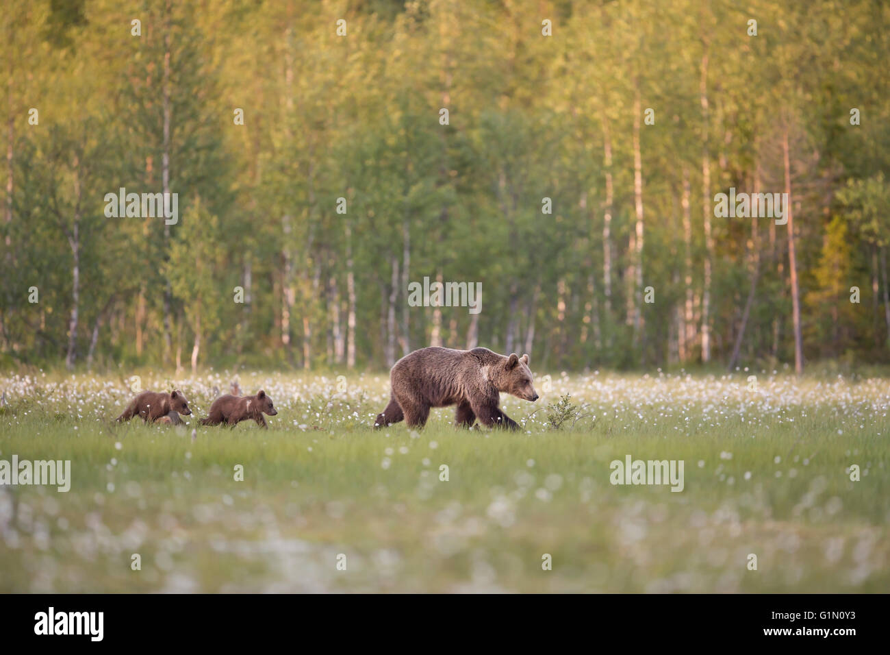 brown bear mother and cubs Stock Photo - Alamy