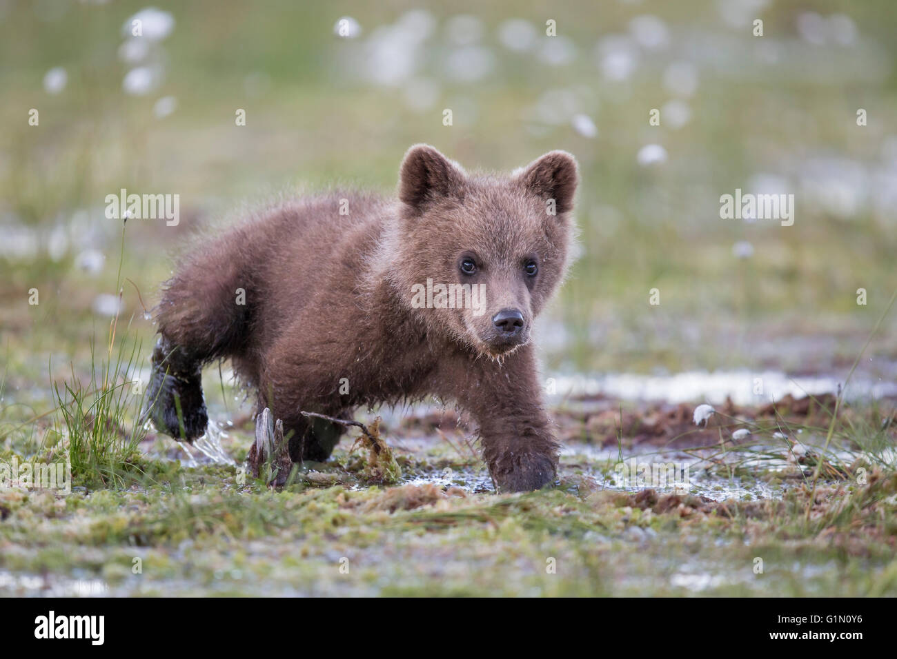 brown bear cub Stock Photo - Alamy