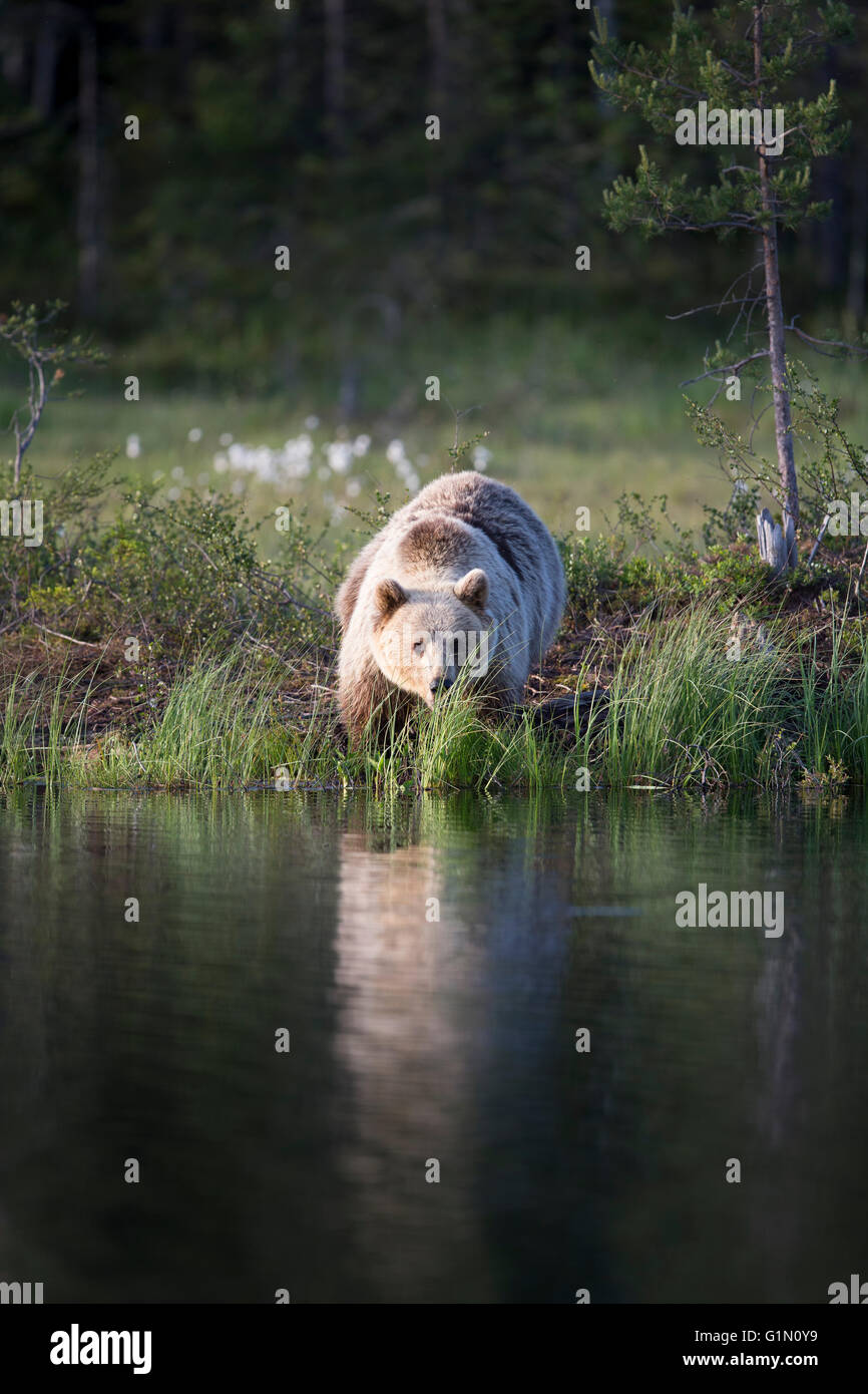 Bear reflection hi-res stock photography and images - Alamy