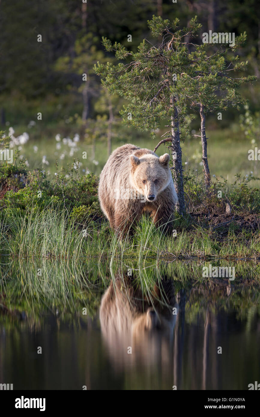 Bear reflection hi-res stock photography and images - Alamy