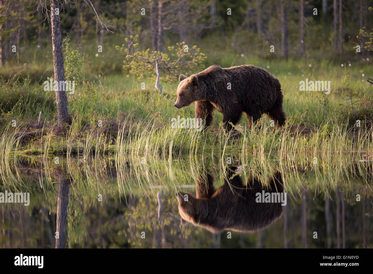 Bear reflection hi-res stock photography and images - Alamy