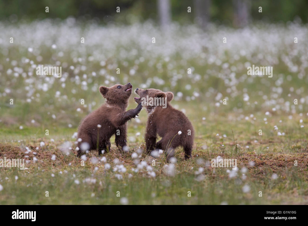 brown bear cub Stock Photo - Alamy