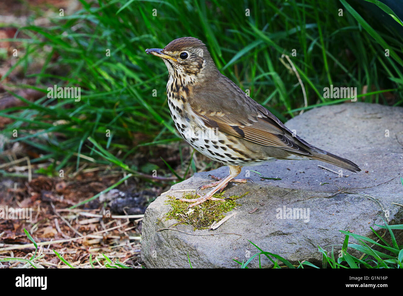 Spotted rock thrush hi-res stock photography and images - Alamy