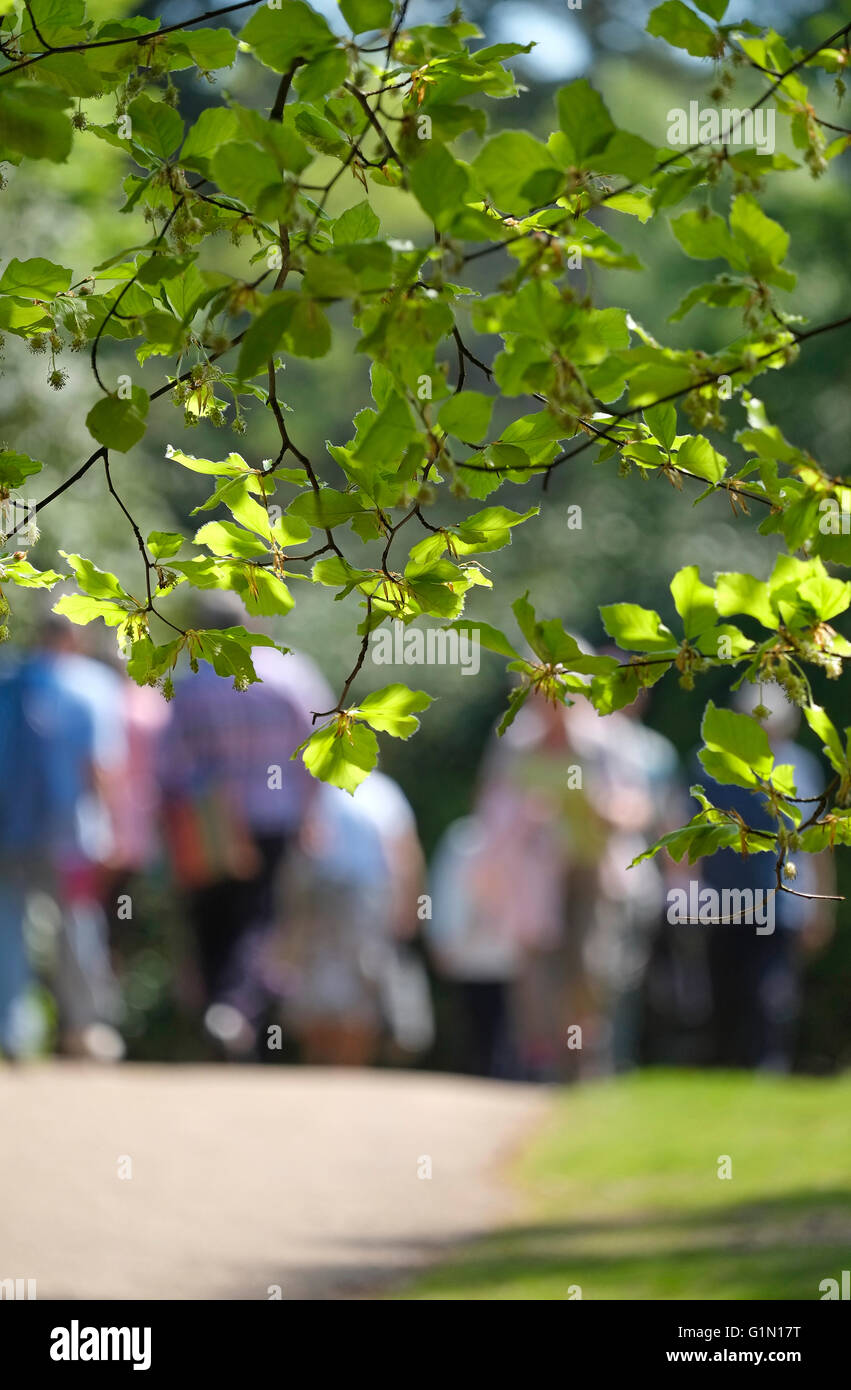 Out of focus tree branches hi-res stock photography and images - Alamy