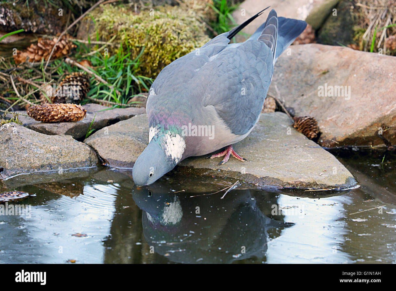 Wood Pigeon drinking Stock Photo - Alamy