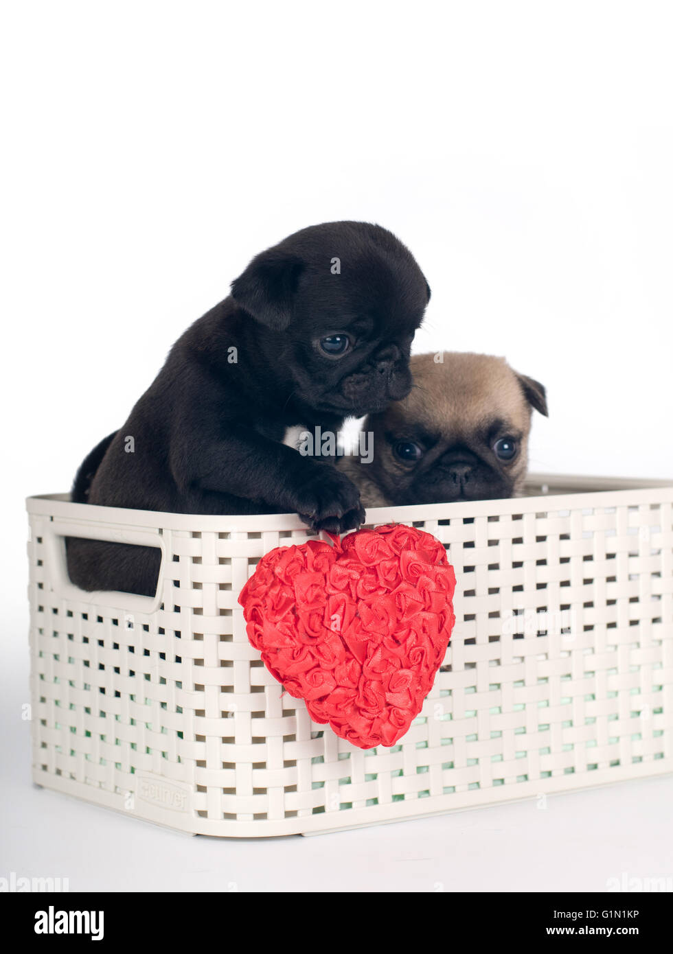 Pug puppies in a box in studio going out from basket Stock Photo - Alamy