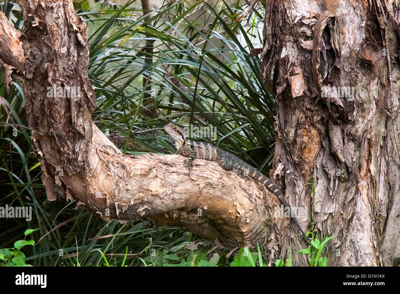 lizard basking in the sun Stock Photo - Alamy
