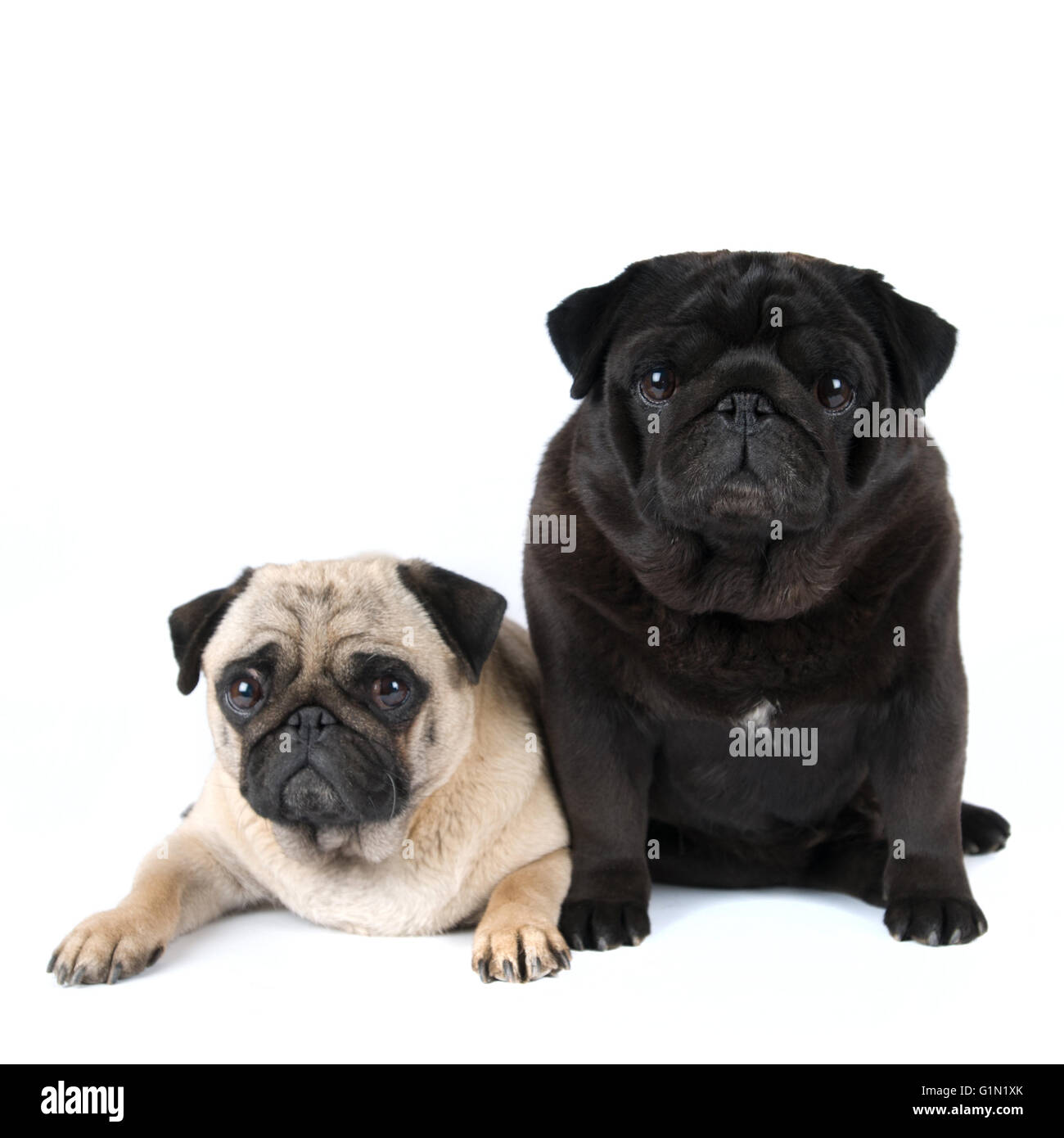 Two purebred pugs portrait isolated on white Stock Photo - Alamy