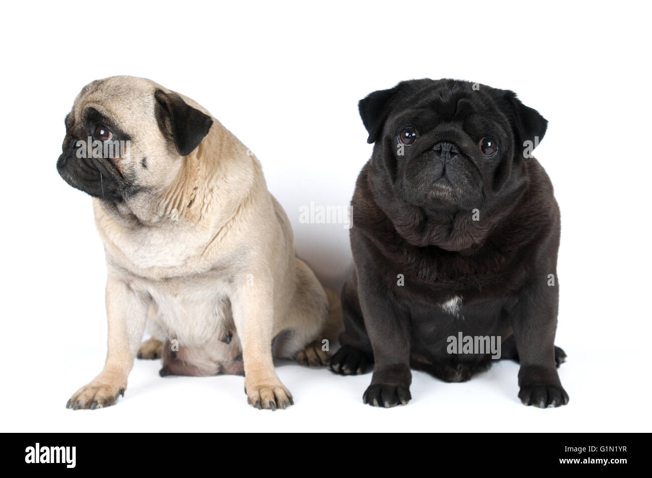 Two purebred pugs portrait isolated on white Stock Photo - Alamy