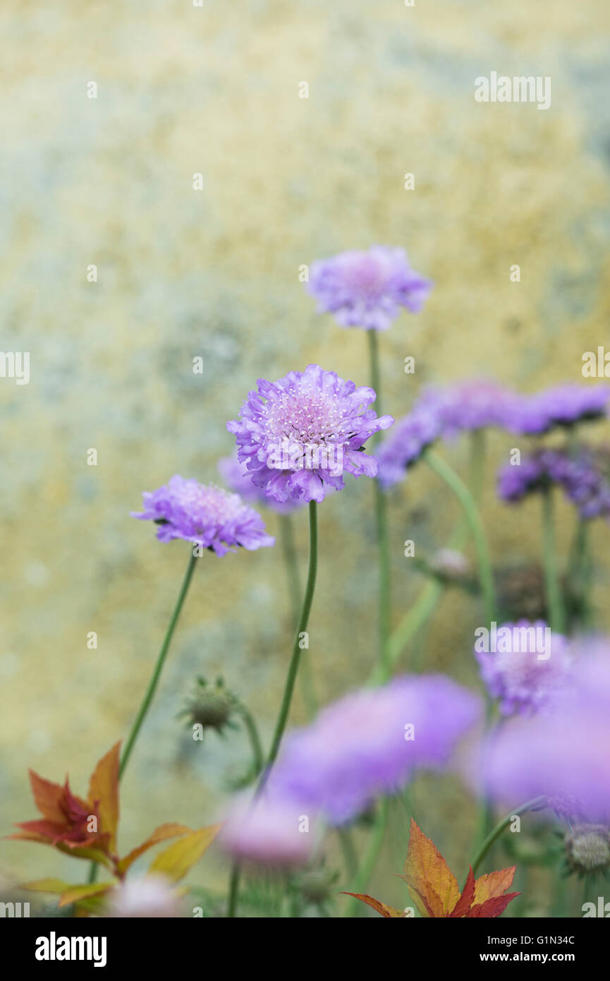 Scabiosa 'butterfly blue'. Scabious. Pincushion Flower Stock Photo - Alamy