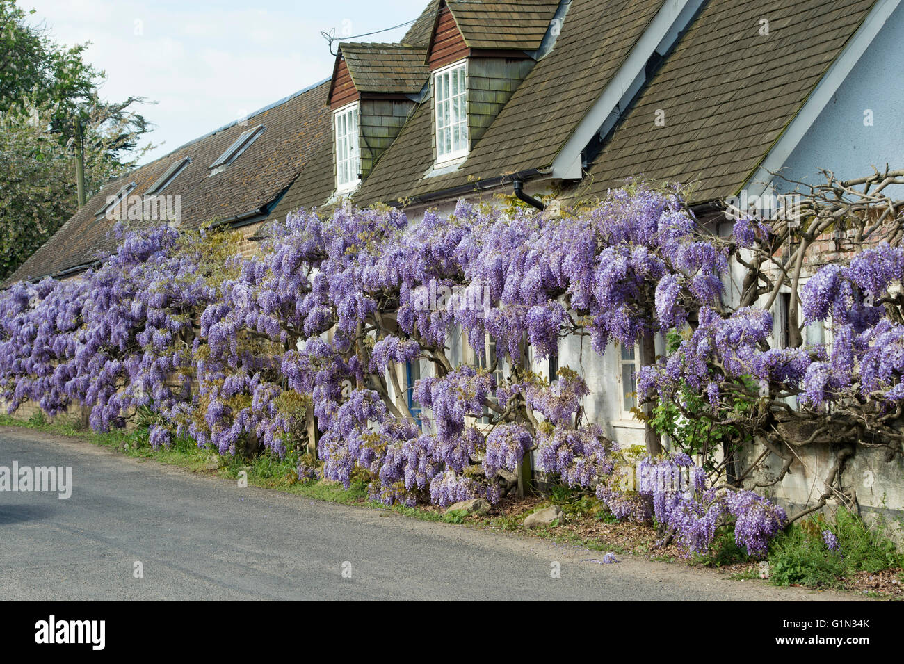 Wisteria covering the front of Wisteria cottage in Shillingford ...