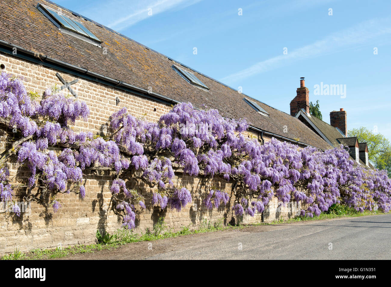 Wisteria cottage hi-res stock photography and images - Alamy