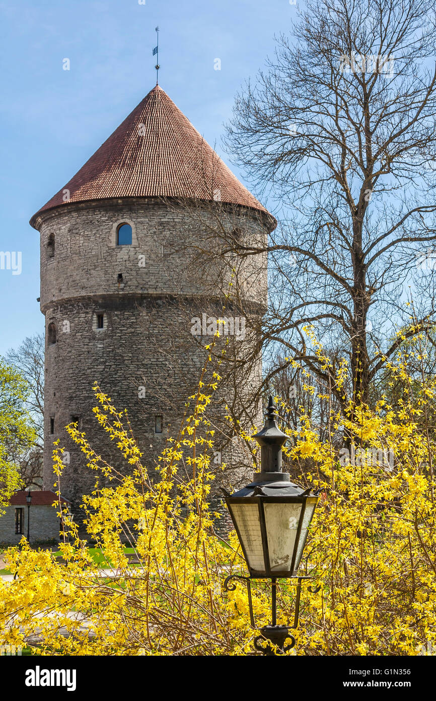 Yellow flowers spring town city hi-res stock photography and images - Alamy