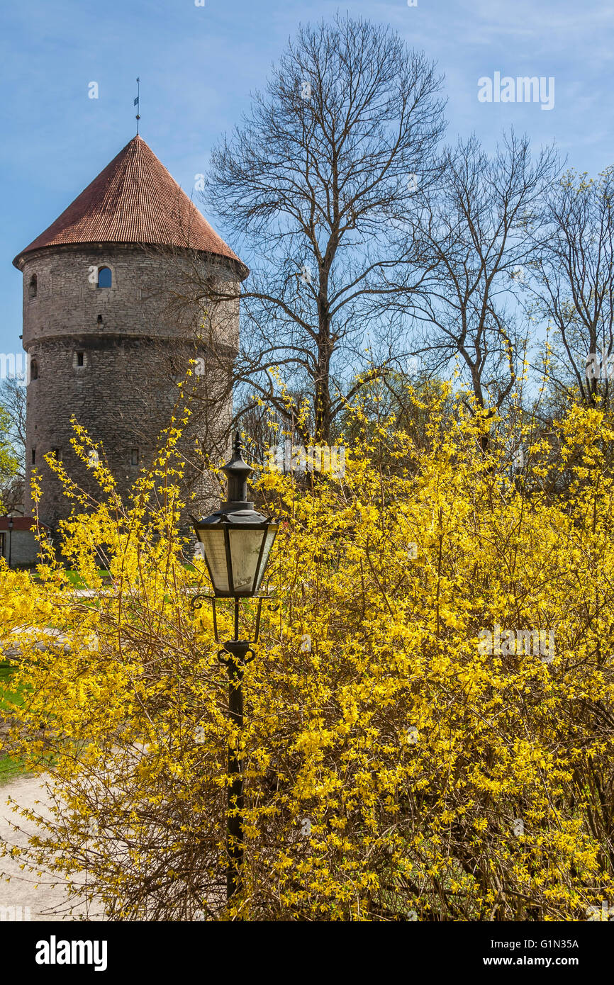 Yellow flowers spring town city hi-res stock photography and images - Alamy