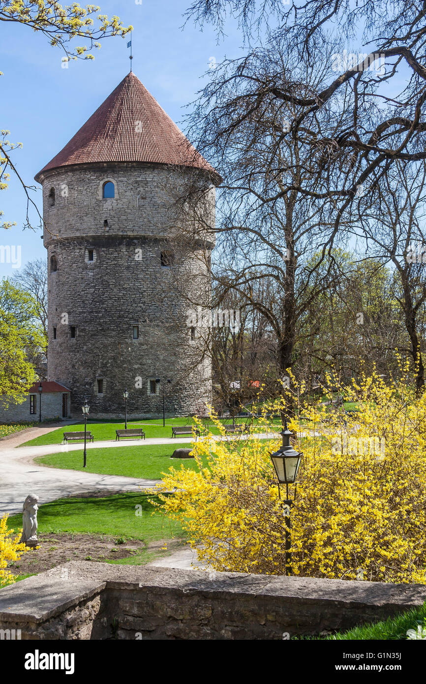 Spring In The Medieval Tallinn Stock Photo - Alamy