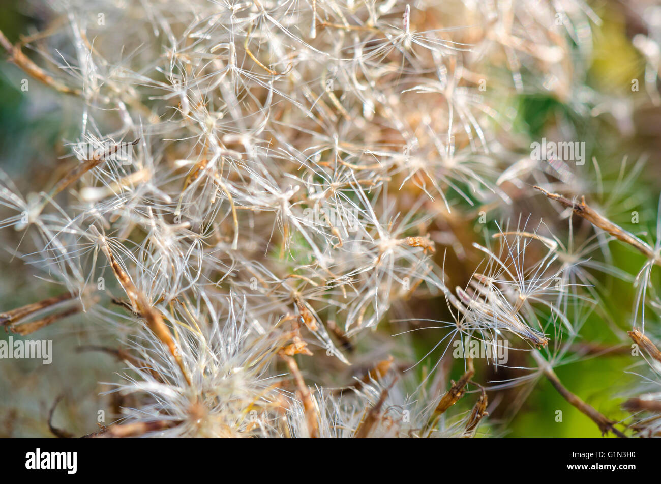 Background closeup grass seed float on the wind Stock Photo - Alamy