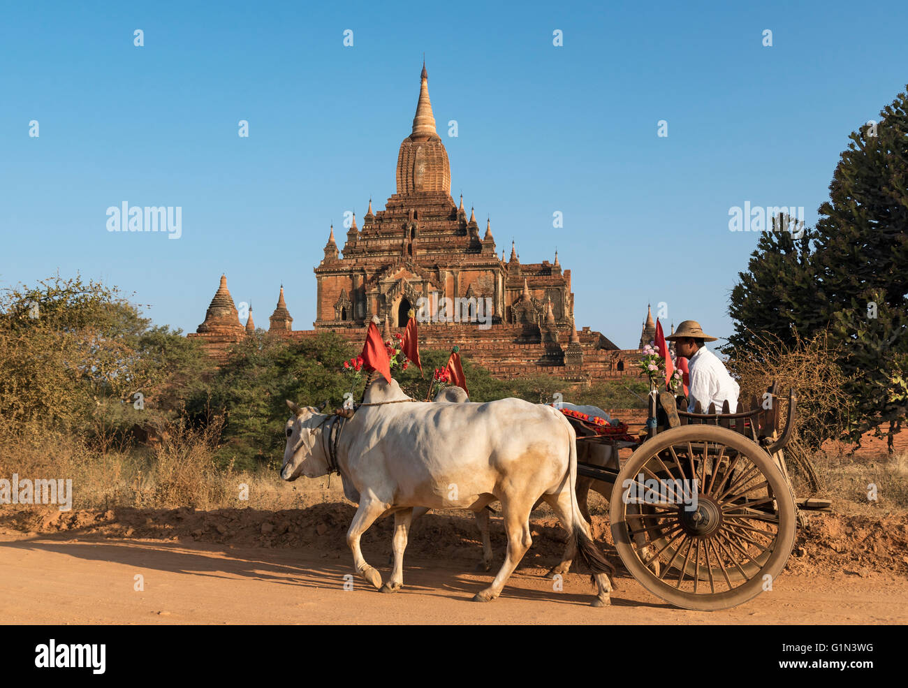 Myanmar bullock cart hi-res stock photography and images - Alamy