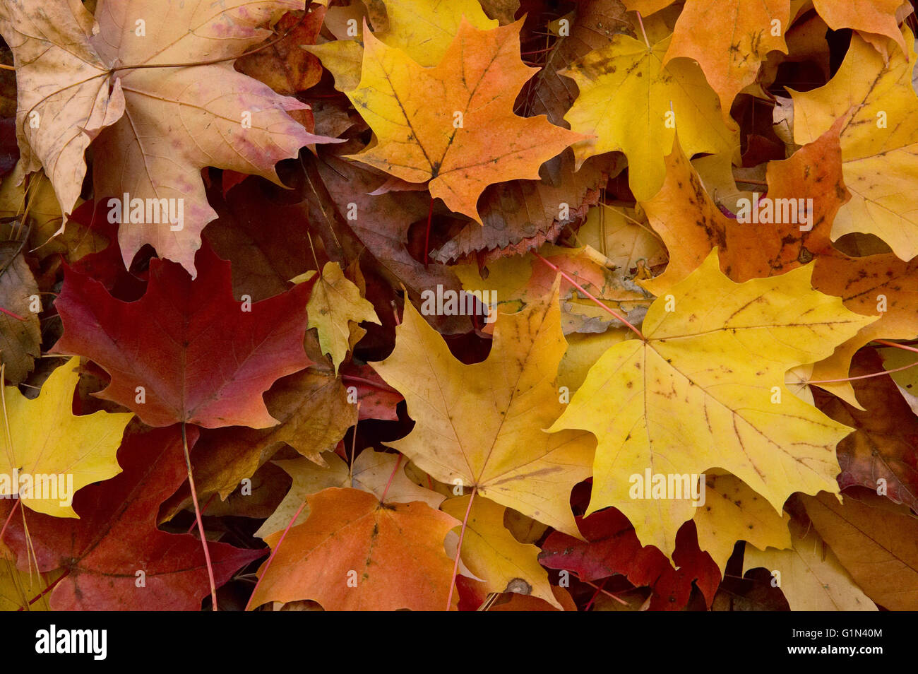 Close up of fall leaves Stock Photo - Alamy