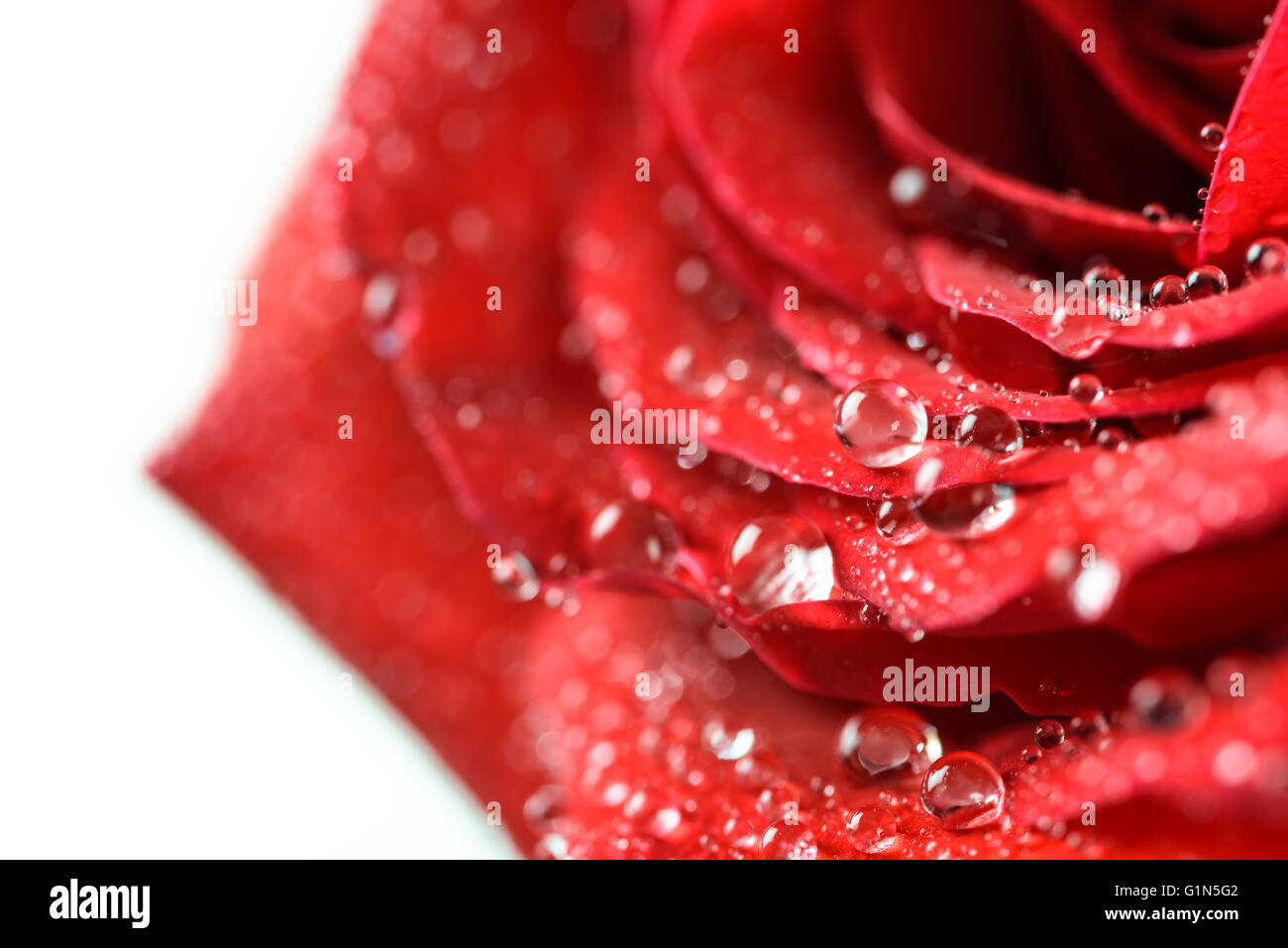 Wet Red Rose Close Up With Water Drops Stock Photo - Alamy