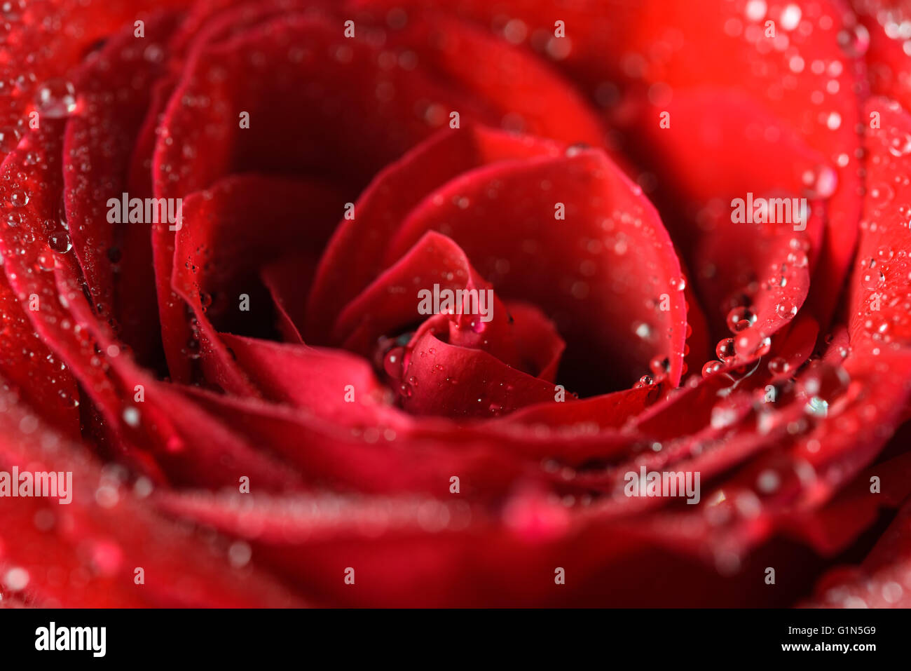 Wet Red Rose Close Up With Water Drops Stock Photo - Alamy