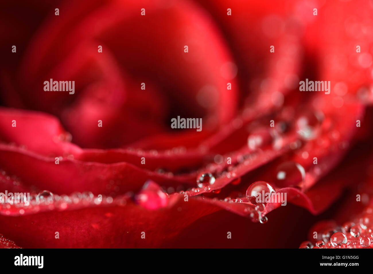 Wet Red Rose Close Up With Water Drops Stock Photo - Alamy