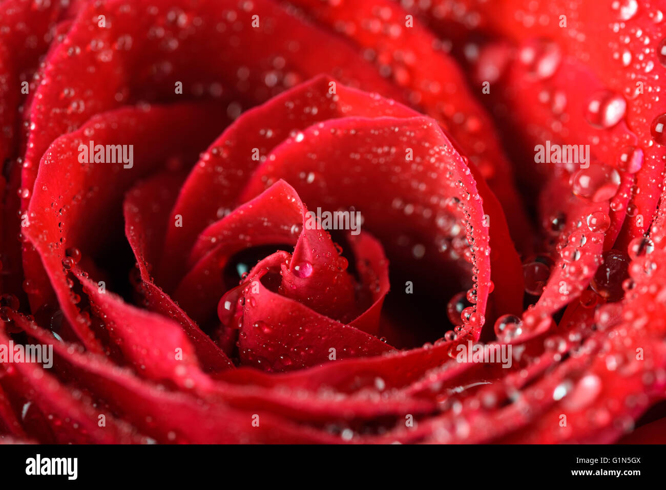 Wet Red Rose Close Up With Water Drops Stock Photo - Alamy