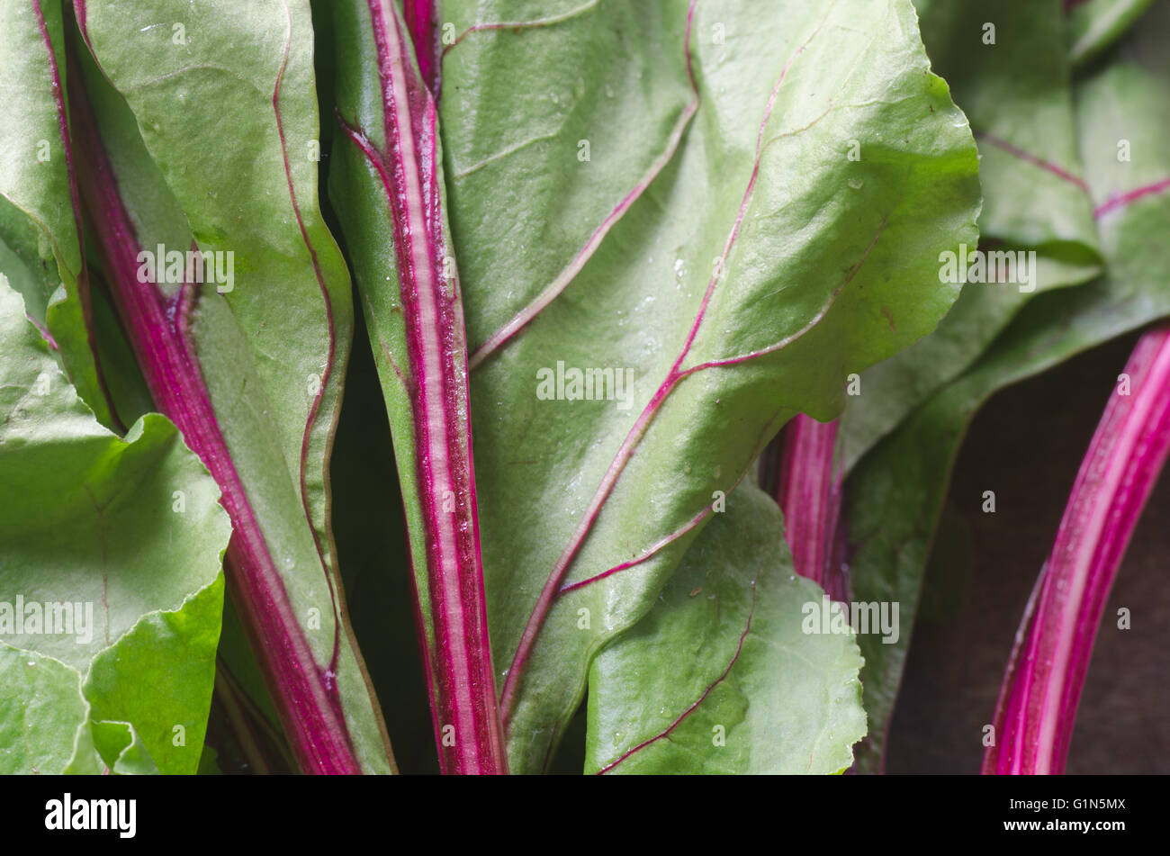closeup to fresh beet leaves Stock Photo - Alamy