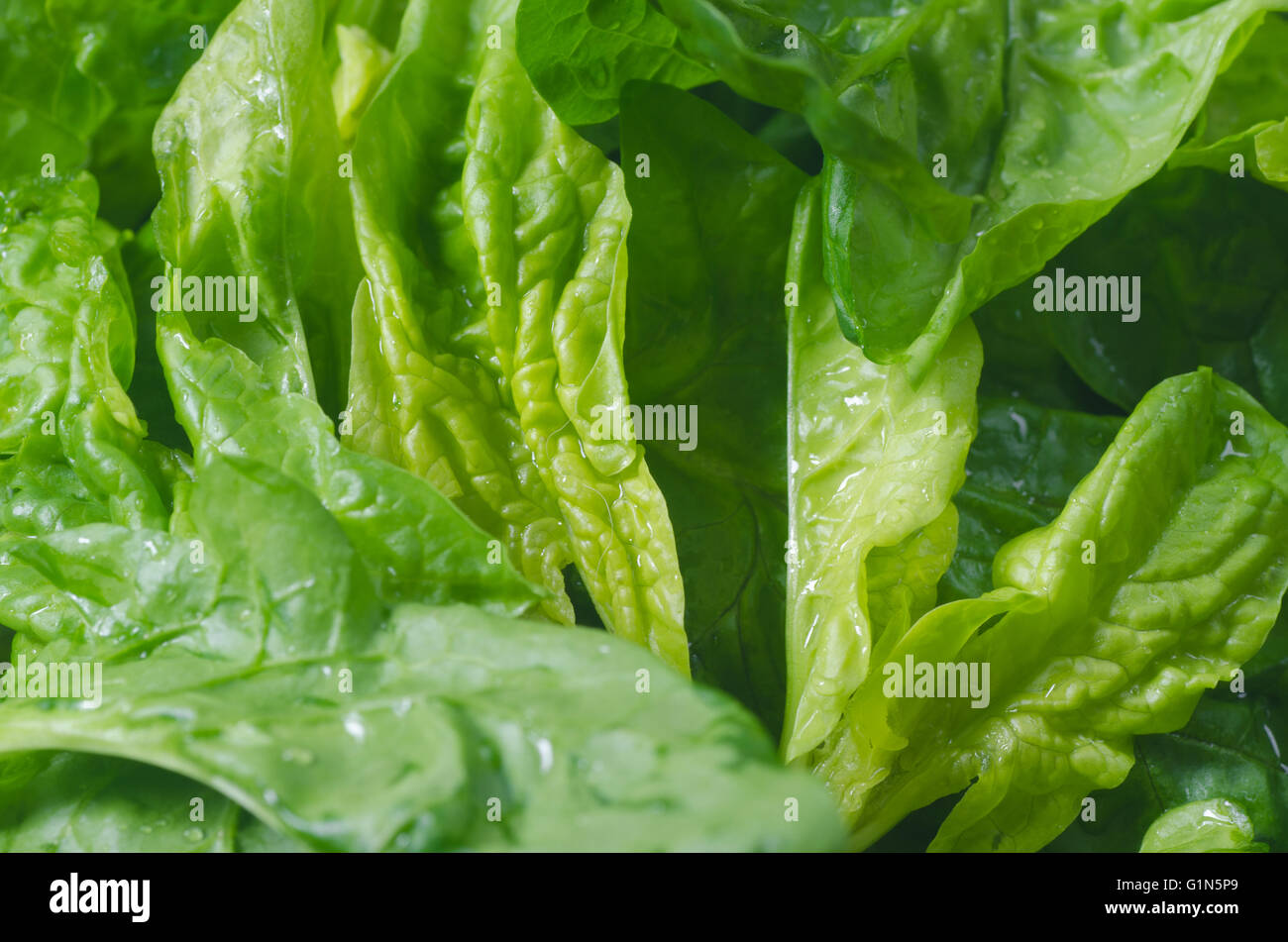 closeup to fresh green spinach leaves Stock Photo - Alamy