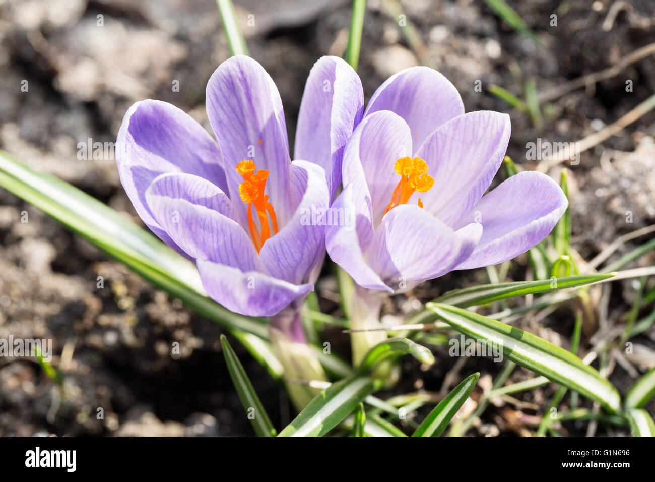 First blooming flower hi-res stock photography and images - Alamy