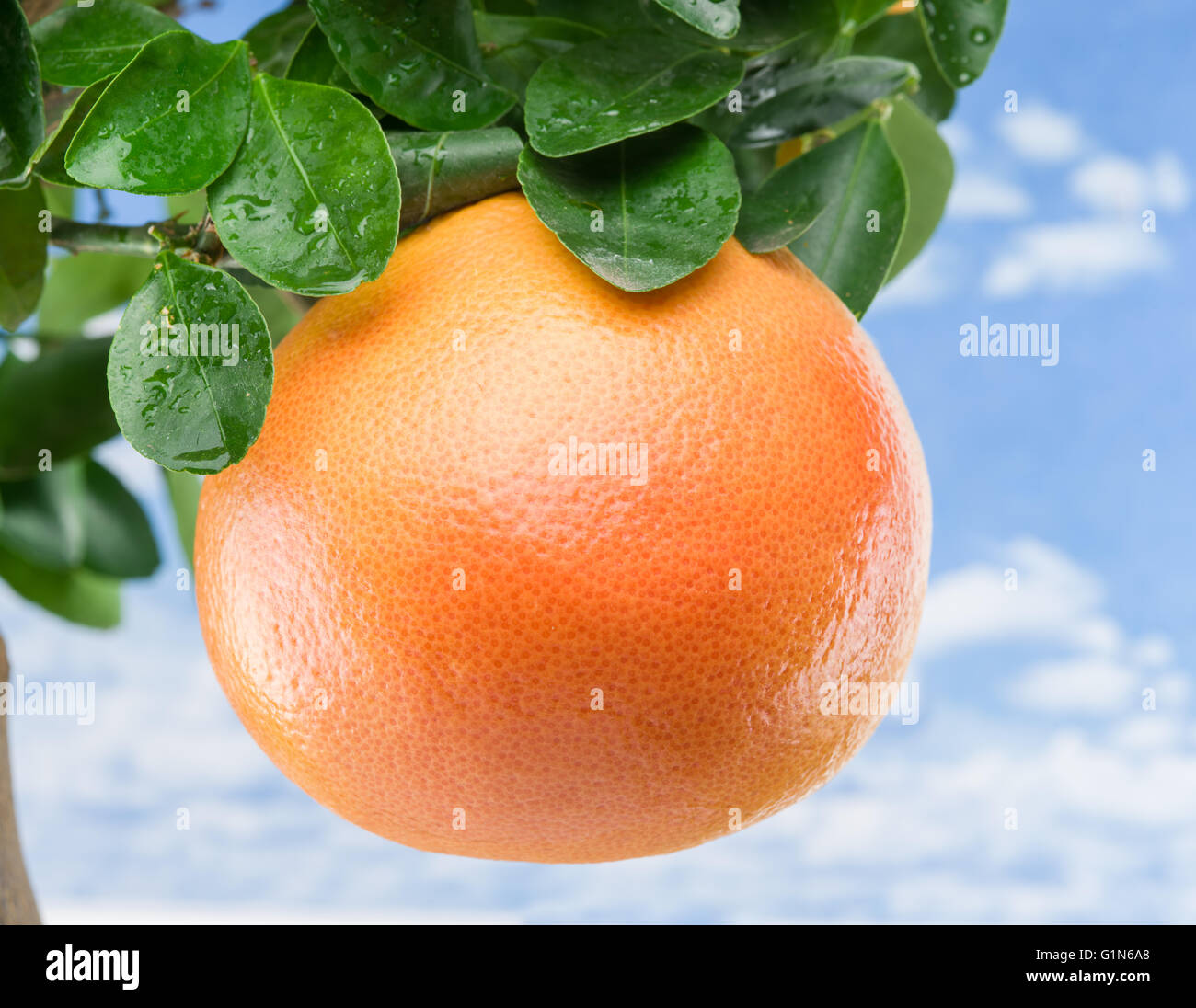 Big ripe grapefruit on the tree. Blue sky background Stock Photo - Alamy