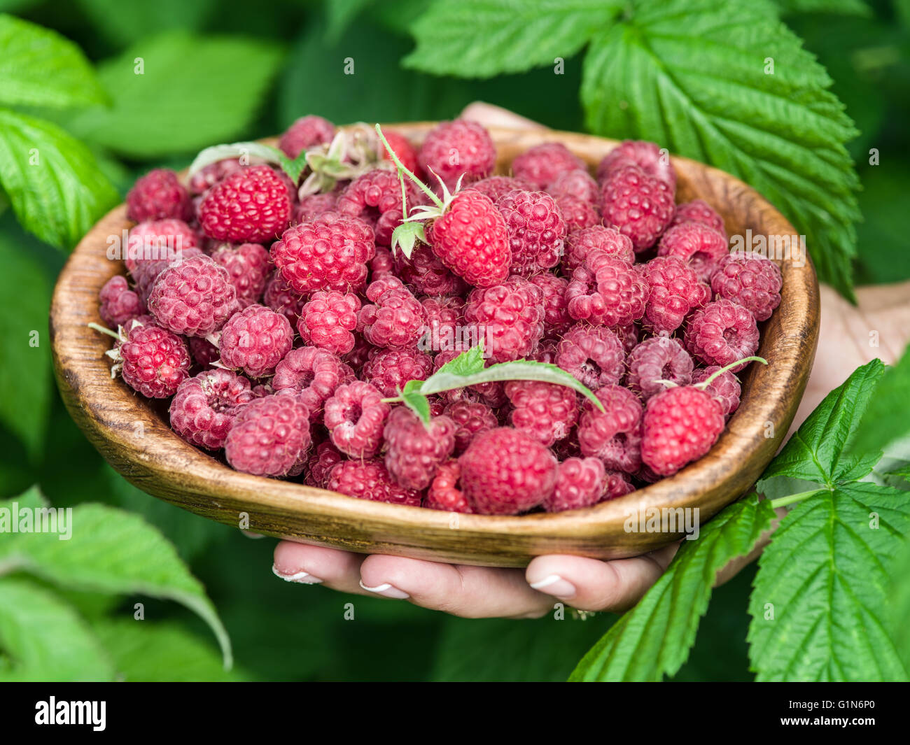 Wooden bowl full of raspberries in the female hand Stock Photo - Alamy