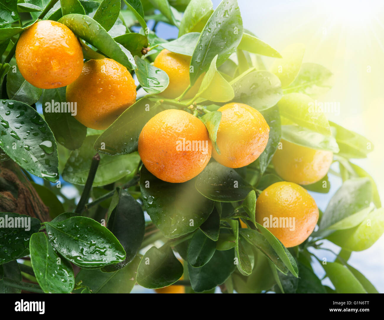 Ripe tangerine fruits on the tree in the sunlight. Blue sky background ...