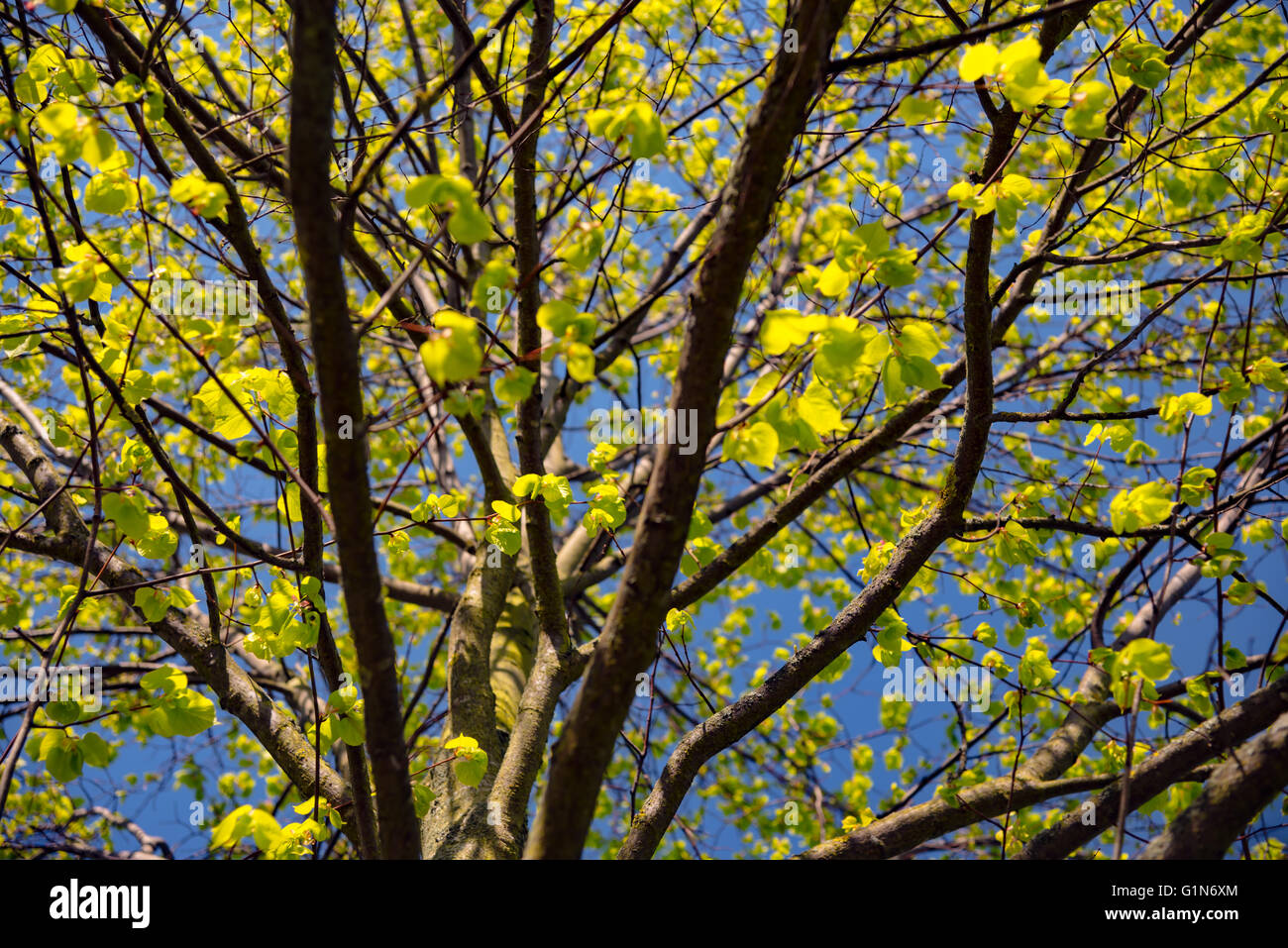 Blue green tree new hi-res stock photography and images - Alamy