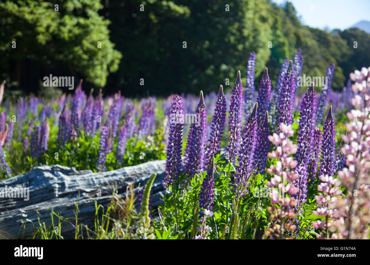 Lupin wildflowers hi-res stock photography and images - Alamy