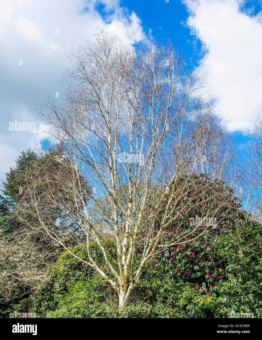 Silver Birch tree ( betula pendula ) during early spring Stock Photo ...