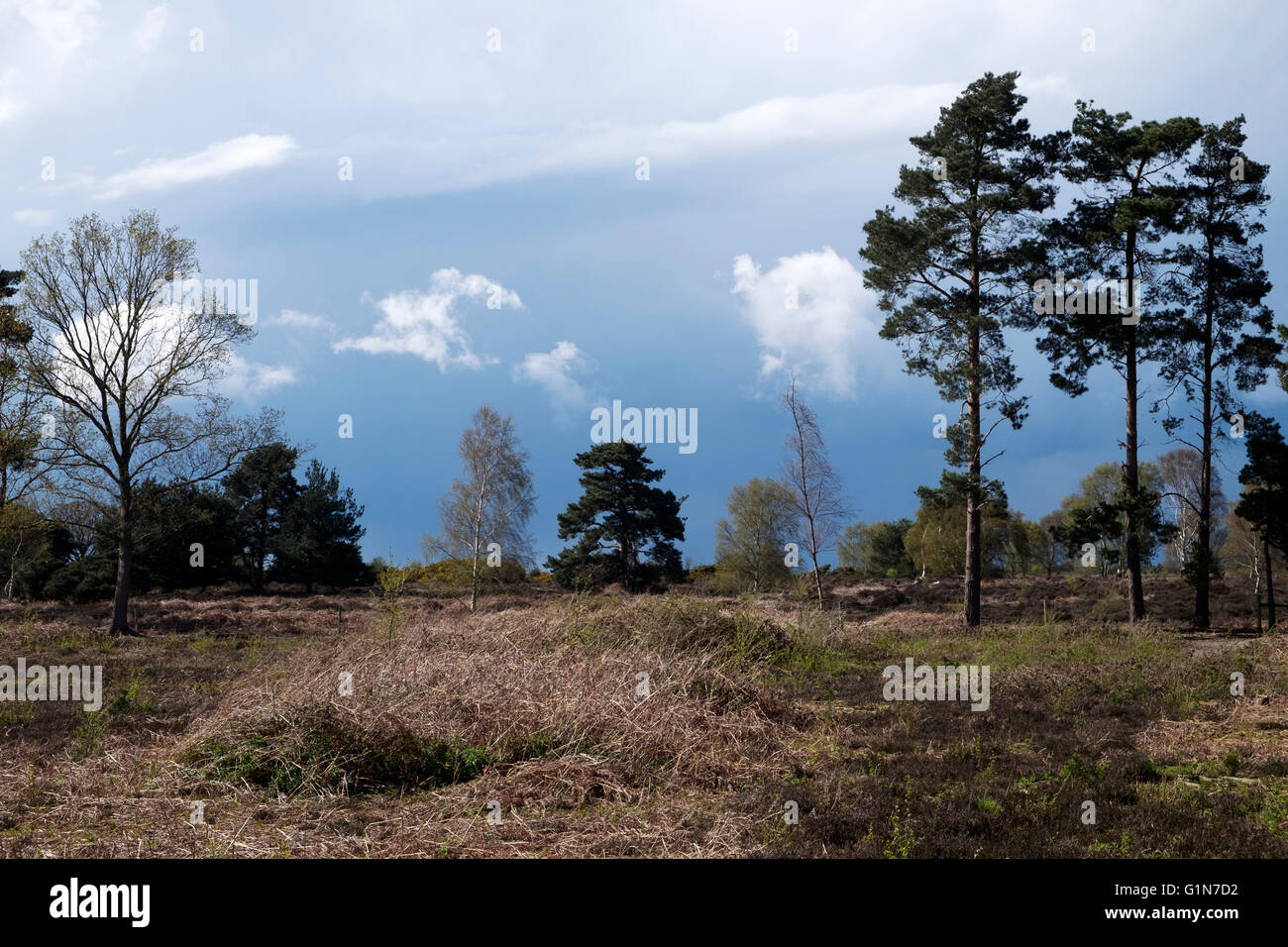 Scrub Heath High Resolution Stock Photography and Images - Alamy