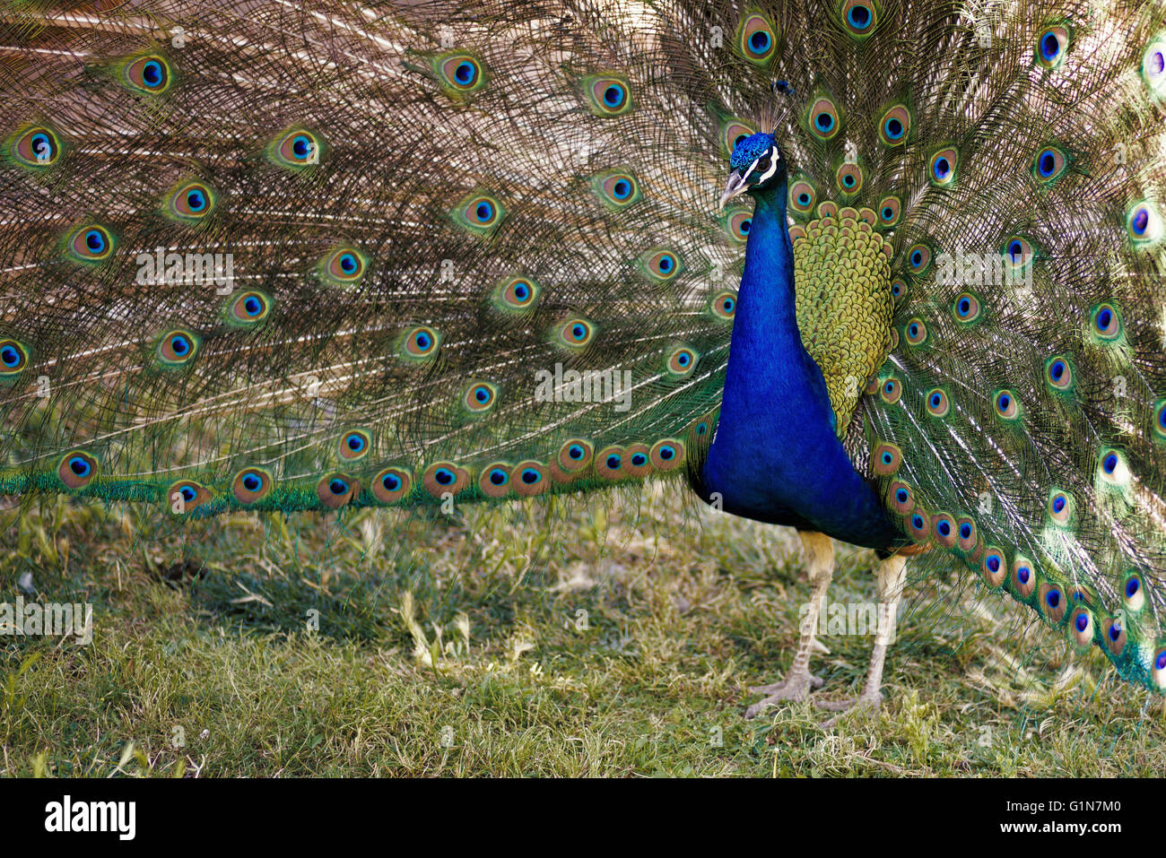 Izmir dogal yasam parki hi-res stock photography and images - Alamy