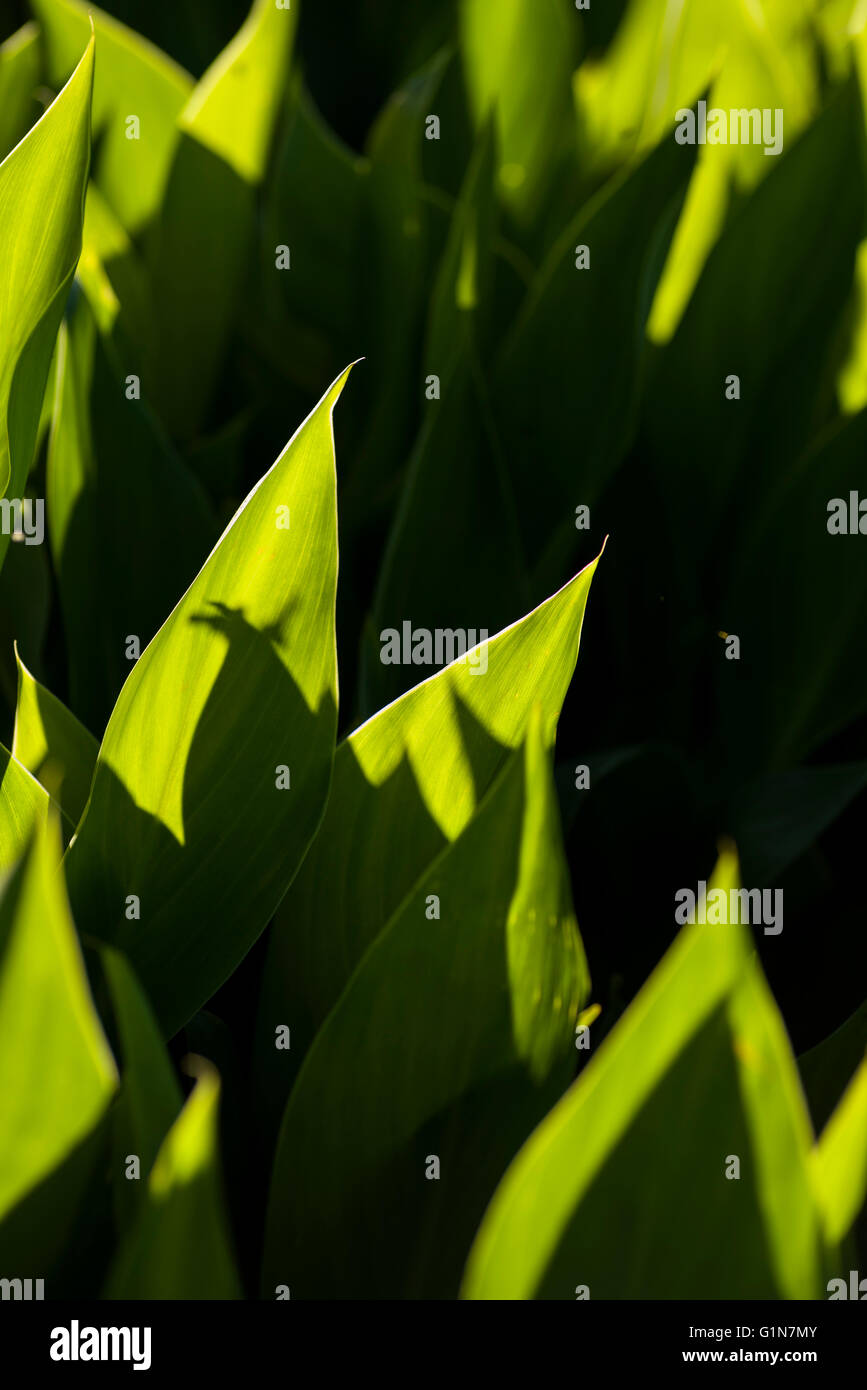 Green leaves on backlight texture Stock Photo - Alamy