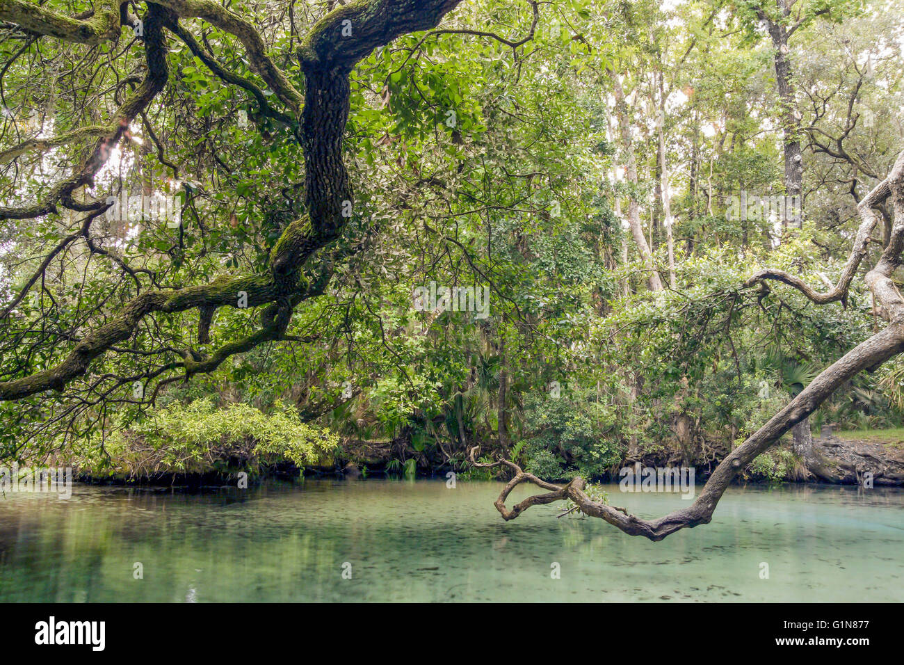 Sweetwater Spring, Ocala national Forest, FL Stock Photo - Alamy