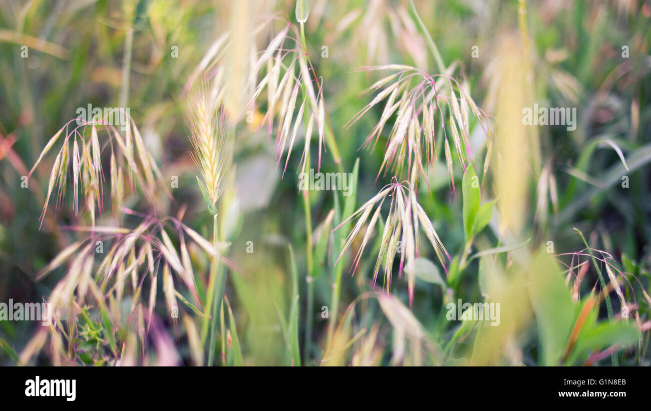 Feaser grass macro Stock Photo - Alamy