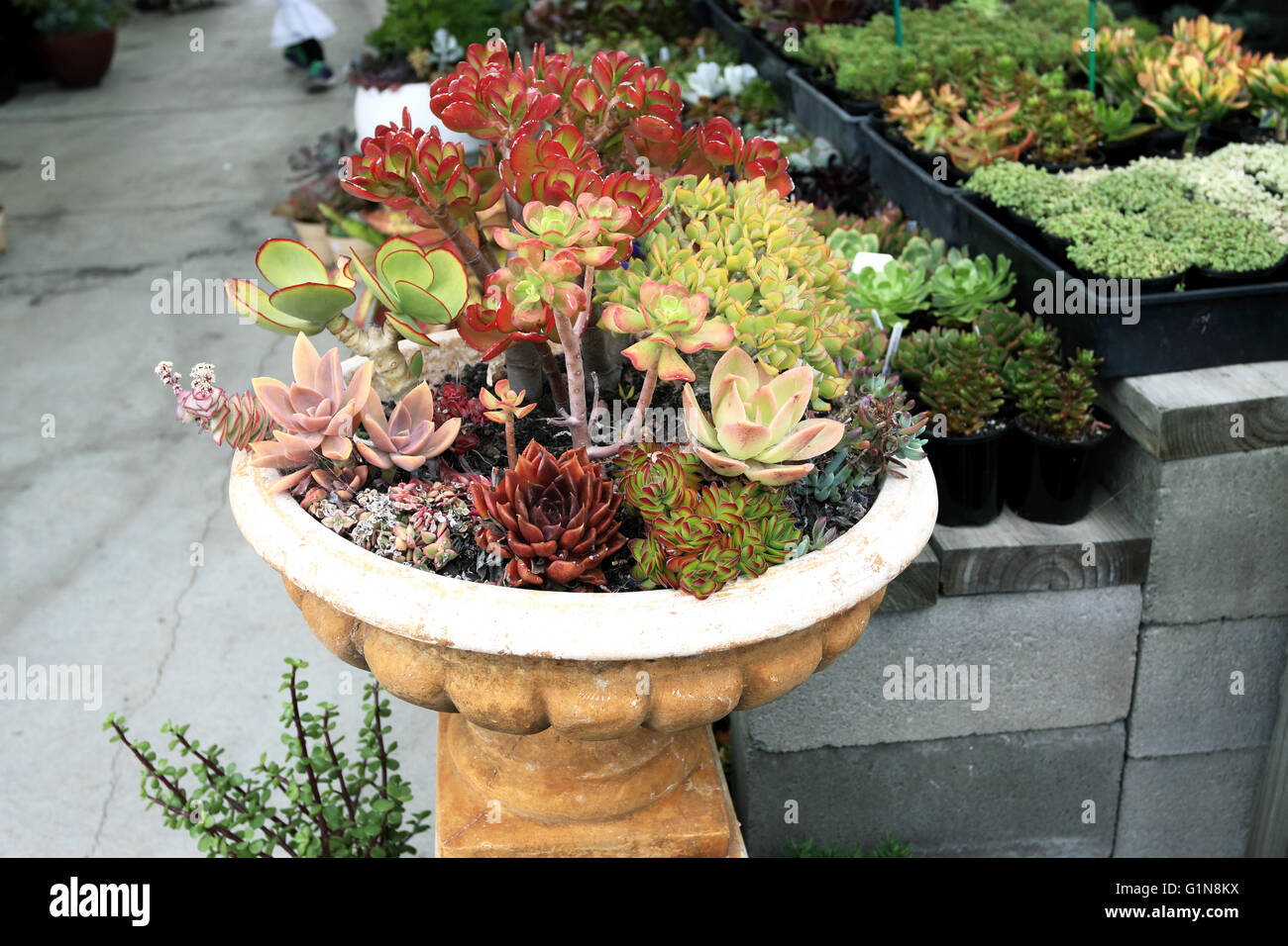 Mixed varieties of succulent growing in a pot for sale Stock Photo - Alamy
