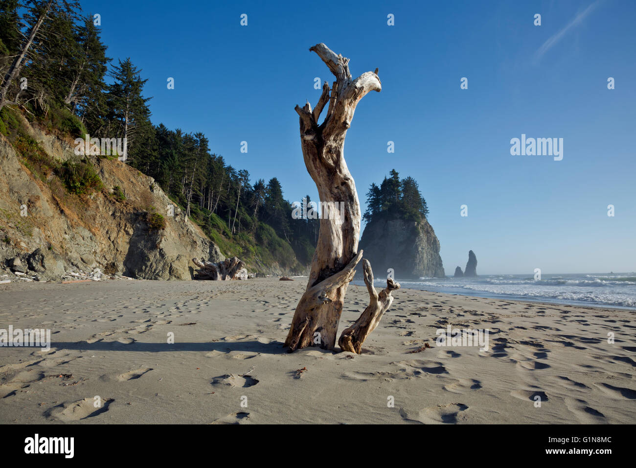 WASHINGTON - A drift log buried in the sand near Mosquito Creek in the ...