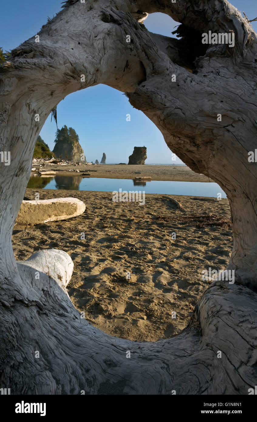 WASHINGTON - Beach at Mosquito Creek through the root ball of a massive ...