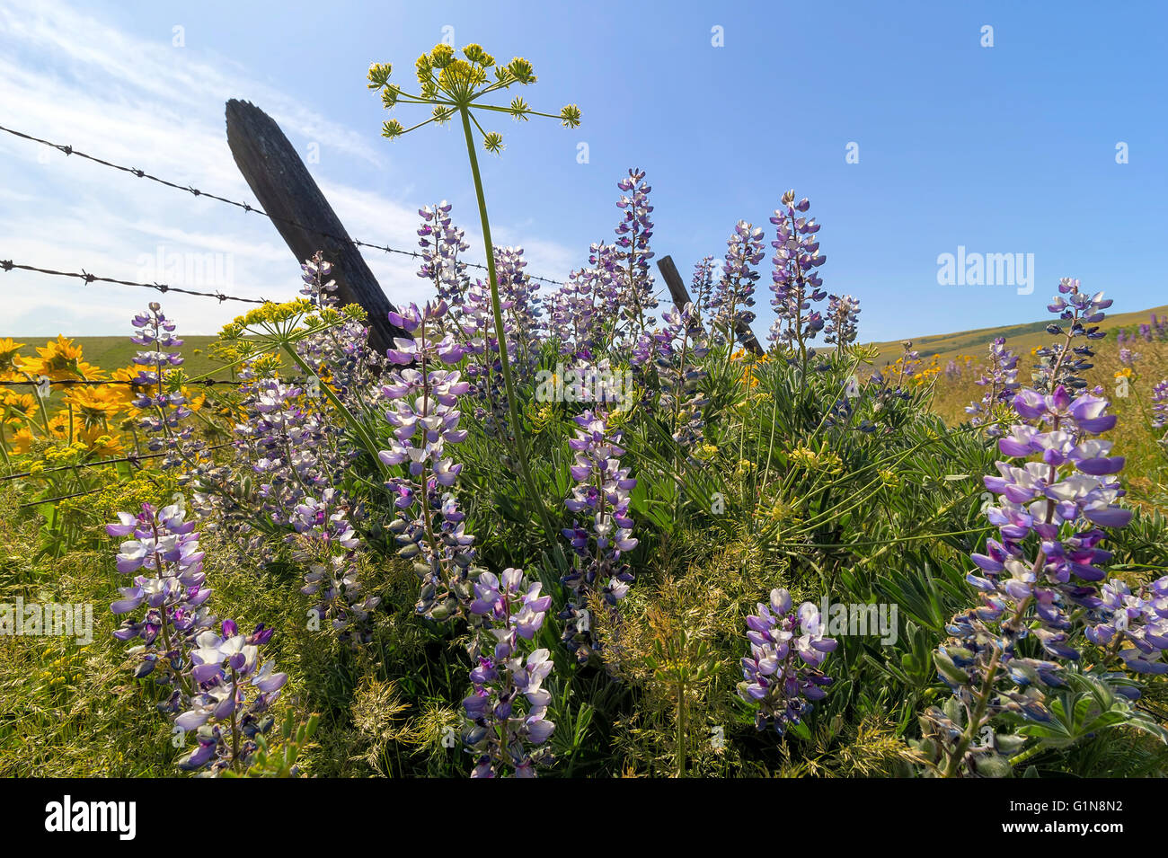 Wildflowers in bloom at Columbia Hills State Park in Washington State ...