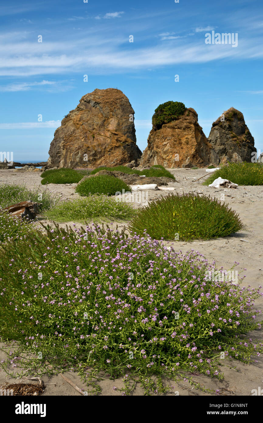 American sea rocket hi-res stock photography and images - Alamy