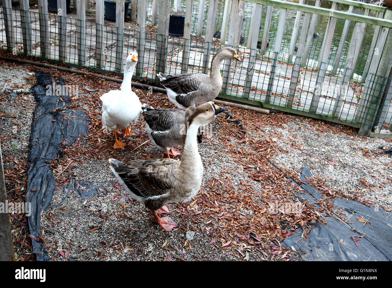 Group domestic geese outdoor hi-res stock photography and images - Alamy