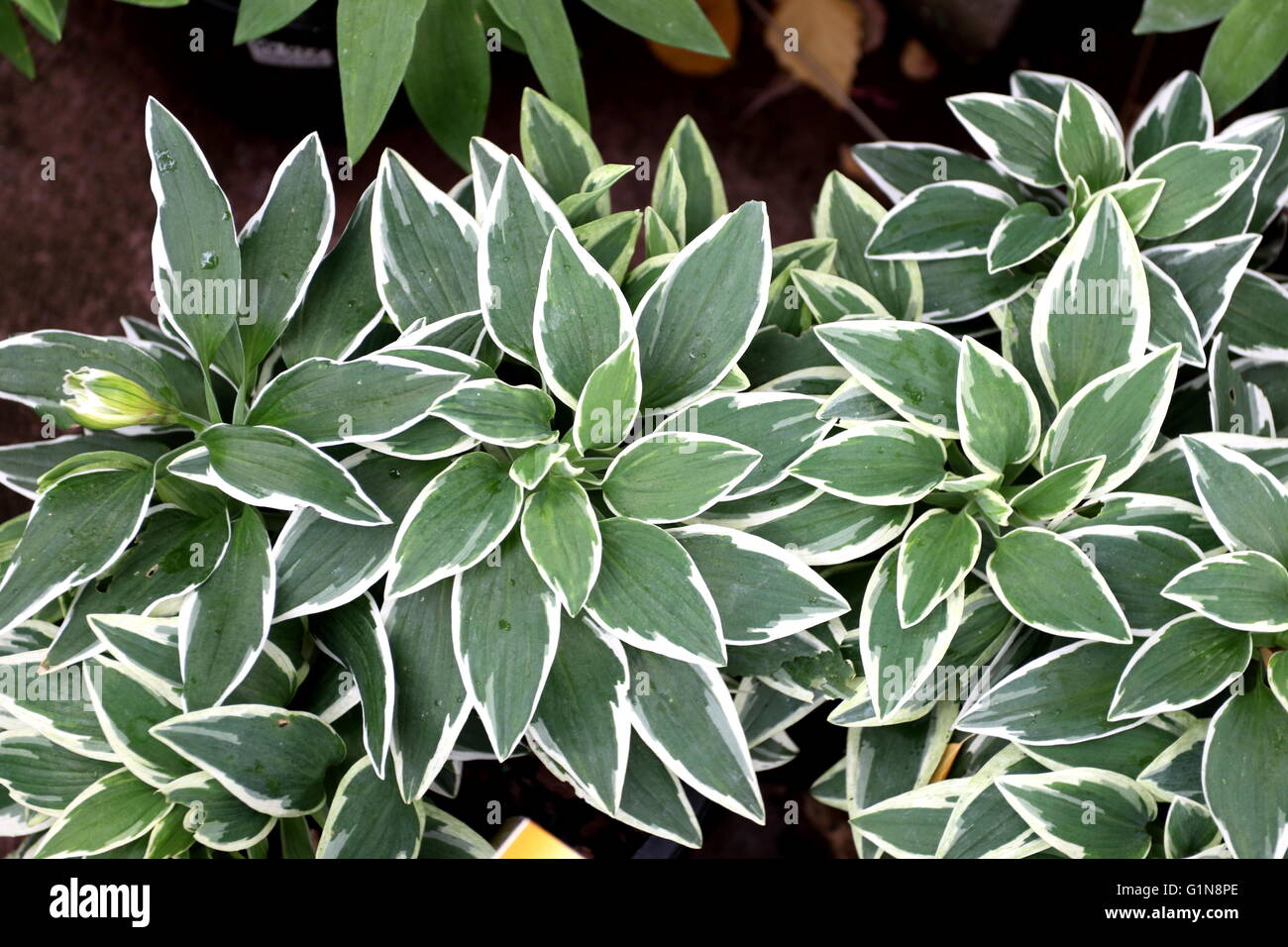 Alstroemeria hybrid Fabiana or known as Princess lily Stock Photo - Alamy
