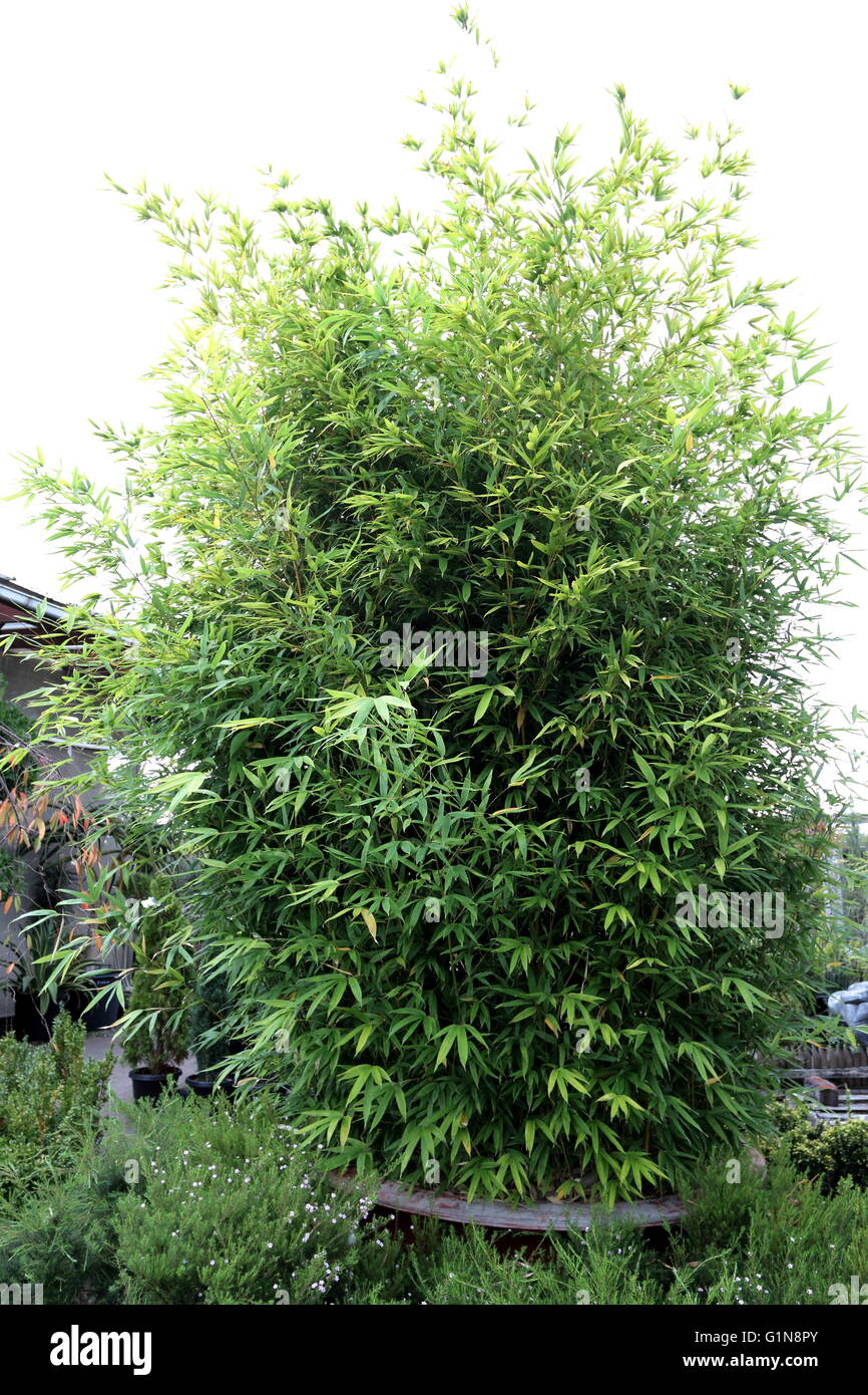 Growing bamboo in a pot Stock Photo - Alamy